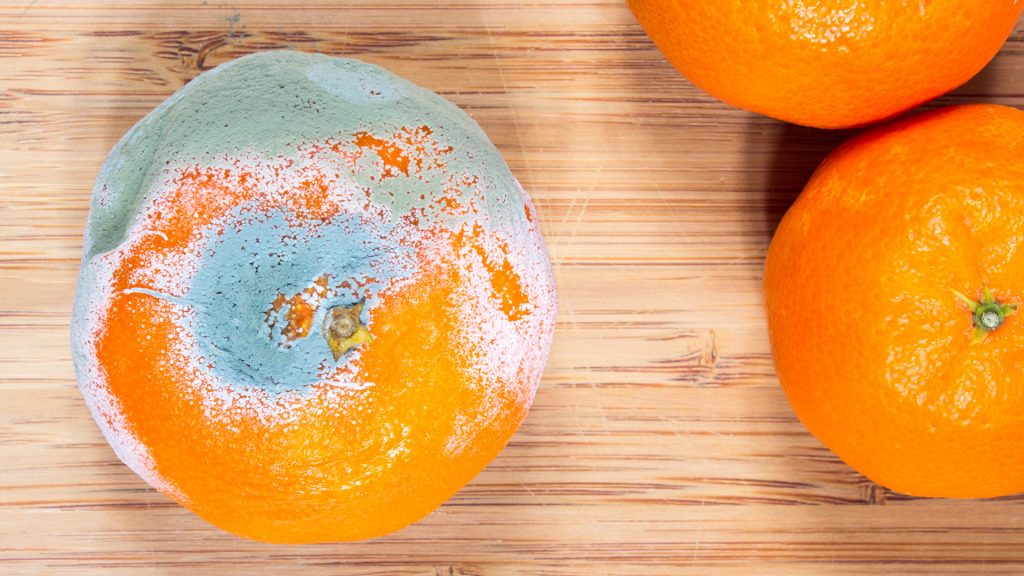 ¿Sabes qué te pasa si comes algo con moho?