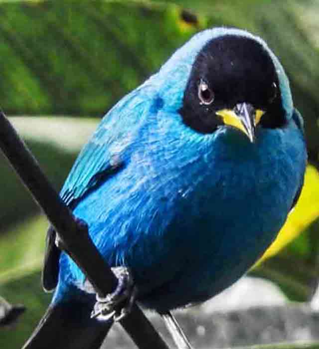 Colombia de nuevo es número uno en evento mundial de avistamiento de aves