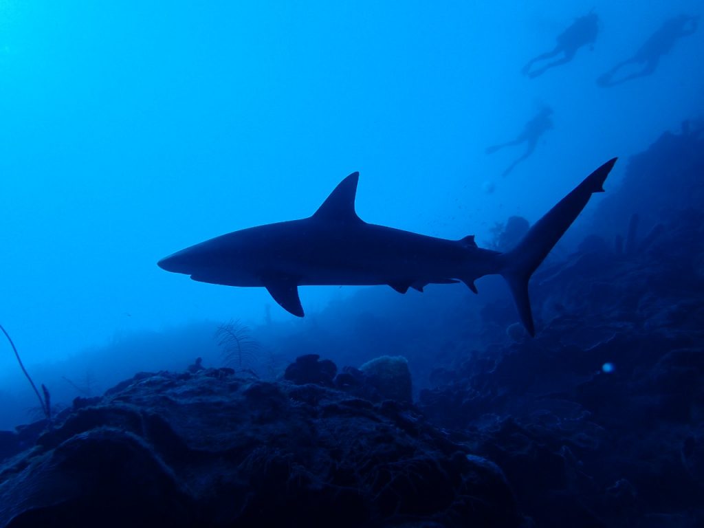 aletas_tiburones