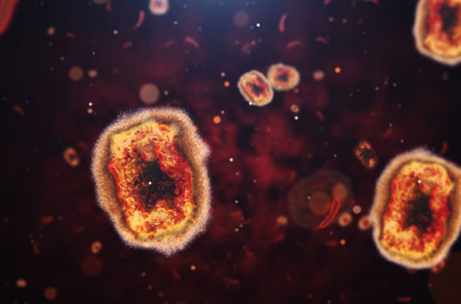 virus del mono