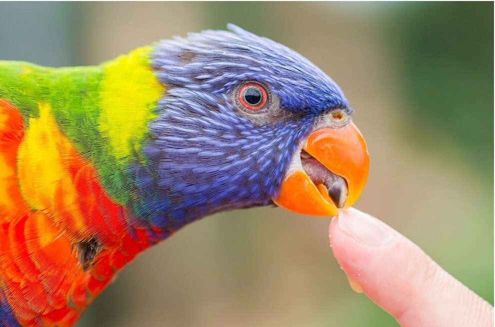 La admirable vida de los loros