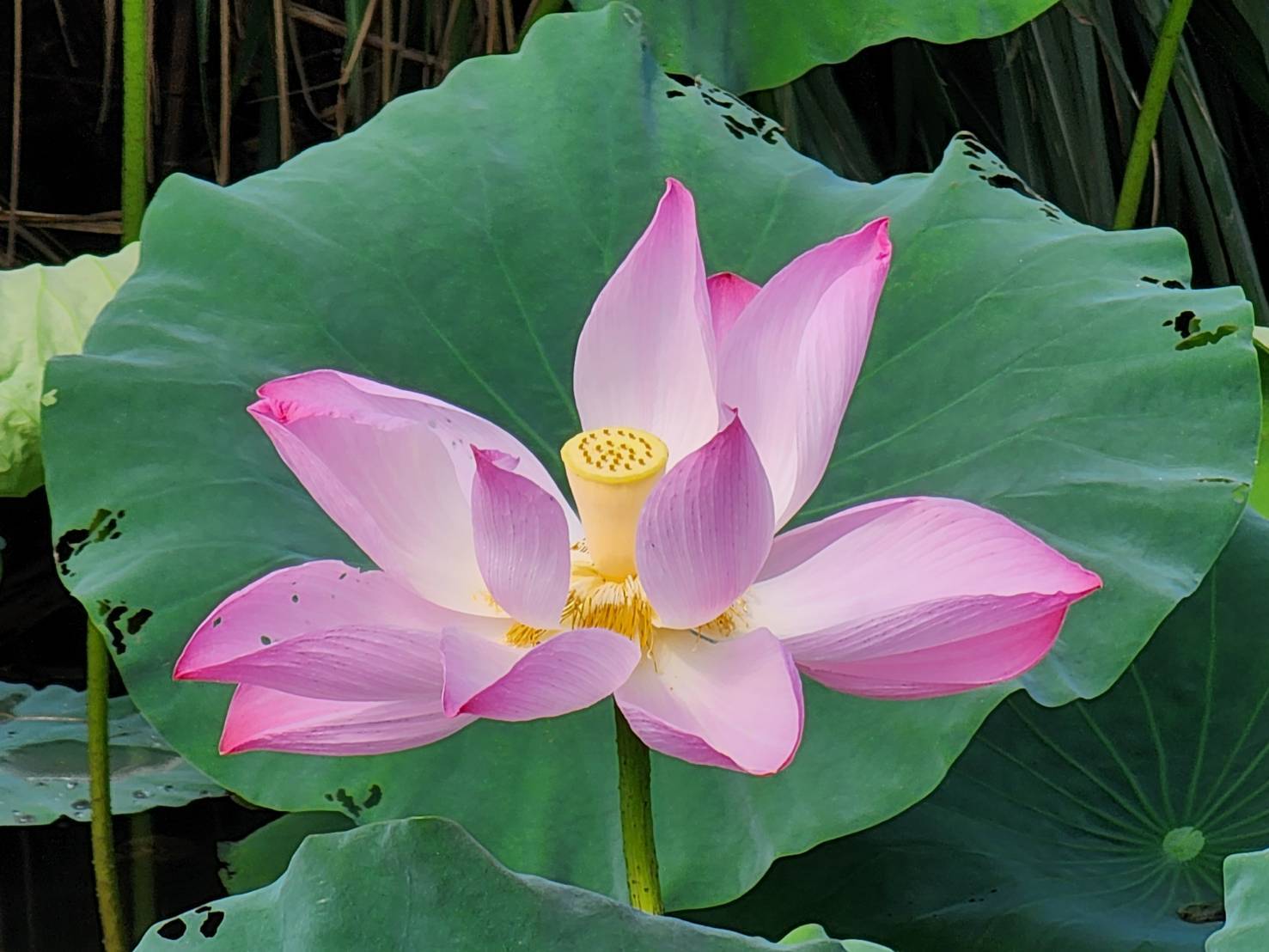 Flor-de-loto-Taiwan