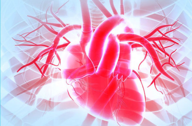 30 datos sobre tu corazón